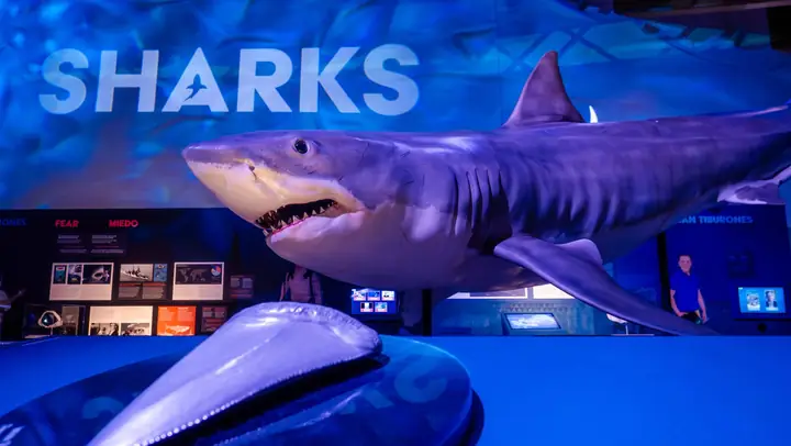 Cá mập con cá mập: Những điều thú vị về loài cá ăn thịt đại dương ...