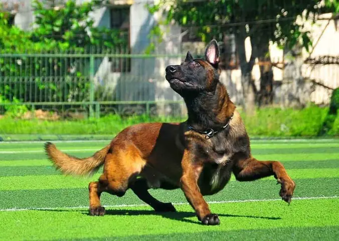 Các Màu Của Chó Malinois: Hướng Dẫn Nhận Biết & Phân Loại Chi Tiết ...